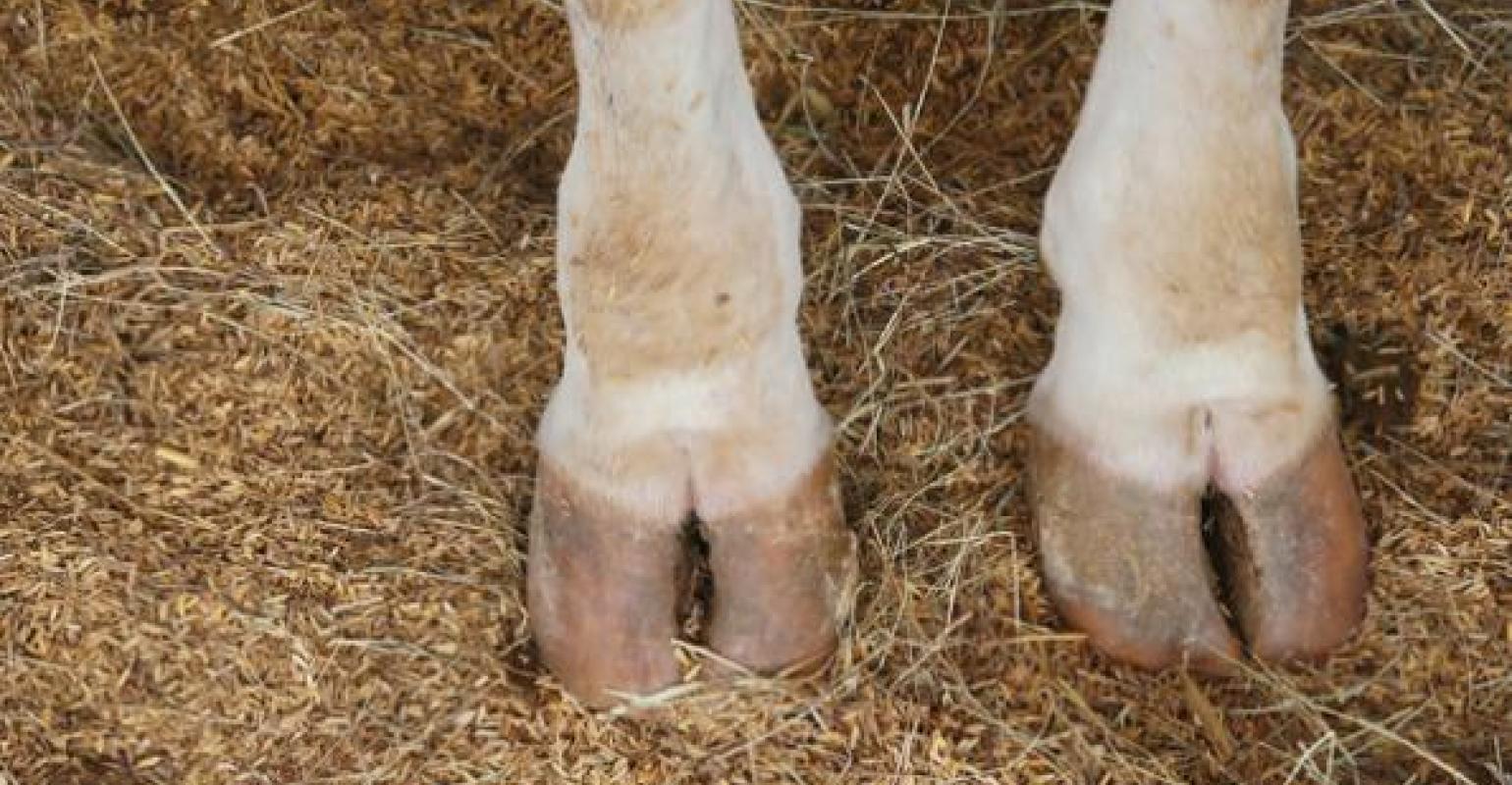 Damon Pollard - Extension Agent, Agriculture - Livestock, Field Crops ...